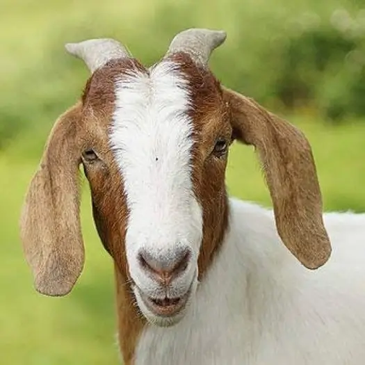 Bihar Bakri Palan Yojana Form बिहार समेकित बकरी पालन योजना - Sarkari ...